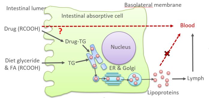 Drug Delivery Disposition and Dynamics - Faculty of Pharmacy and ...