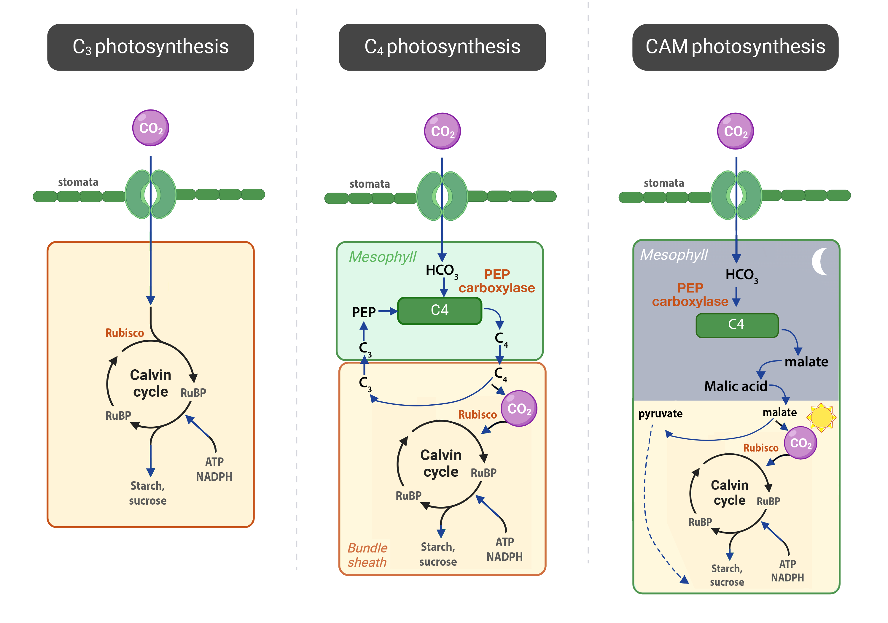 Differences Of C3 C4 And Cam Plants Infoupdate Differences Of C3 C4 And Cam Plants Infoupdate