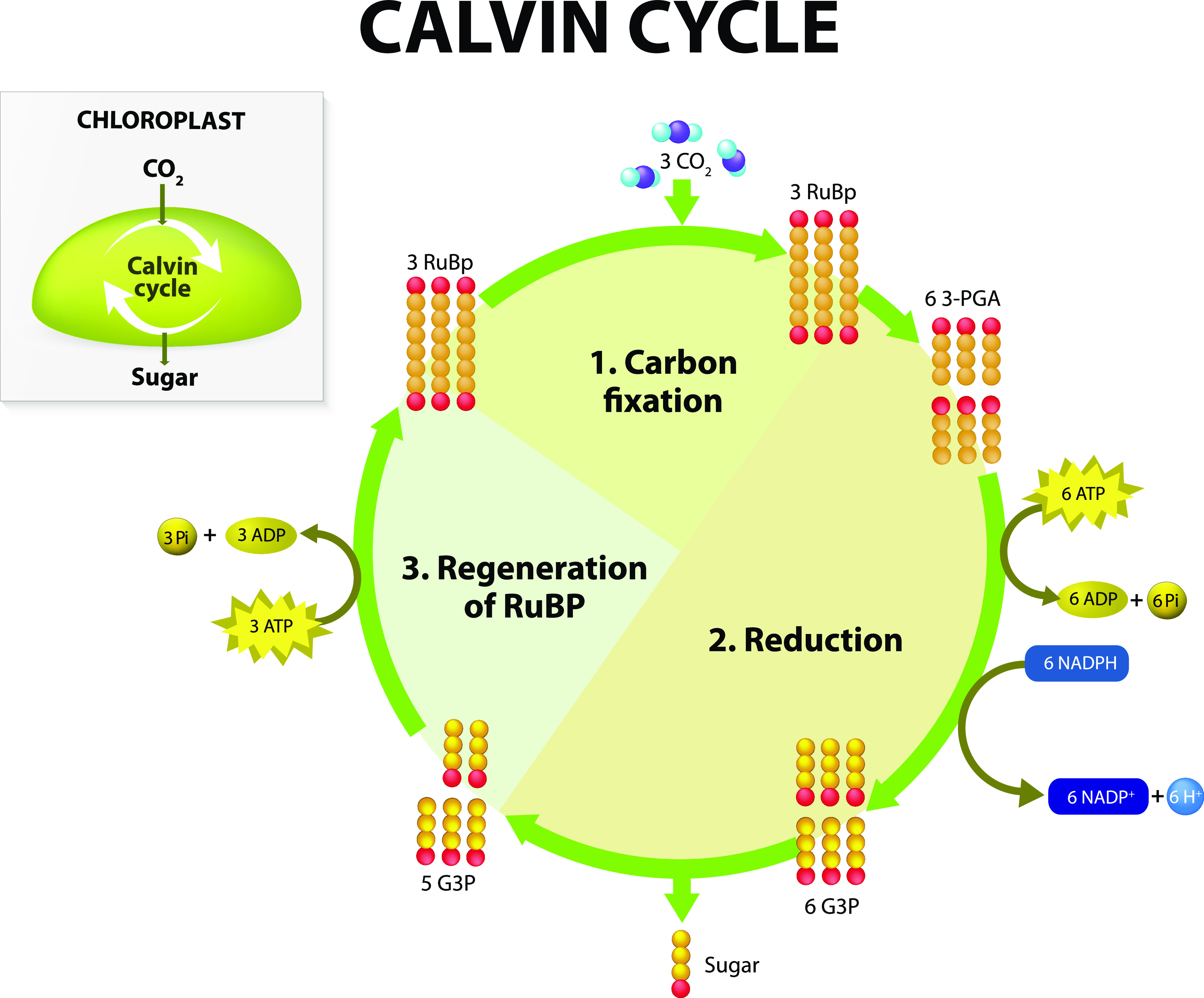 What Are Examples Of C3 C4 And Cam Plants Infoupdate What Are Examples Of C3 C4 And Cam Plants Infoupdate