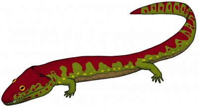 Australian fossil forces rethink on ancestors’ emergence onto land ...