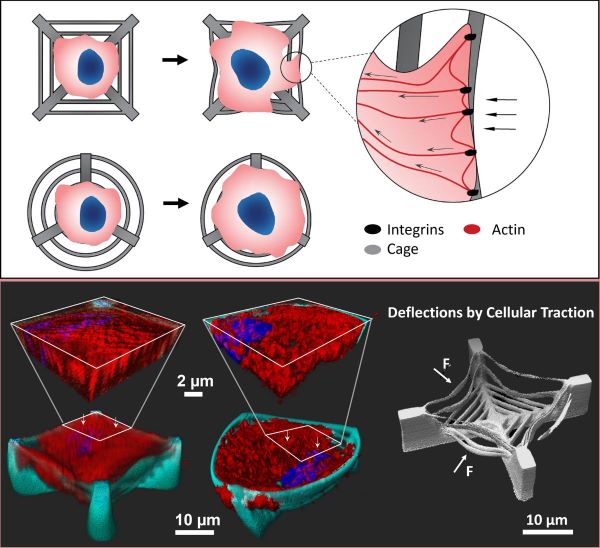 Tiny 3D cages - big insights into cell behaviour - Engineering