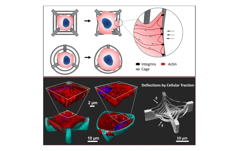 Tiny 3D cages - big insights into cell behaviour - Engineering