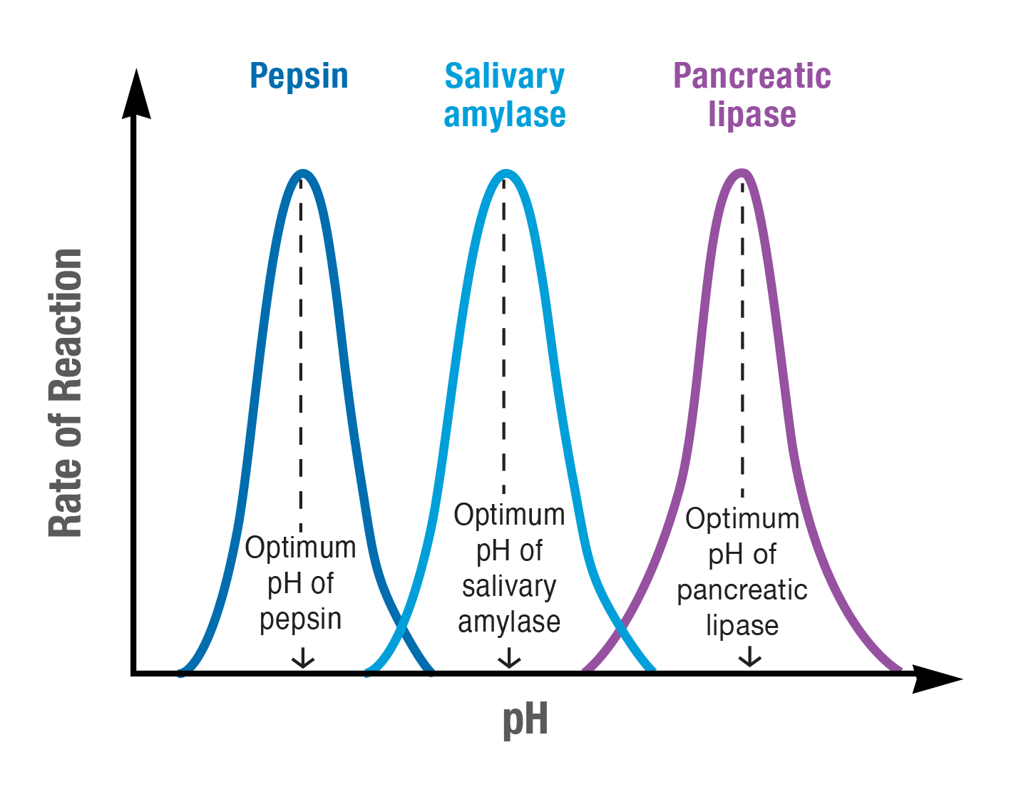 Enzymes Diagram