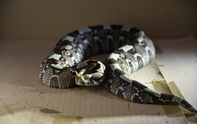 Venom in motion: How scientists captured snakes striking faster than ...